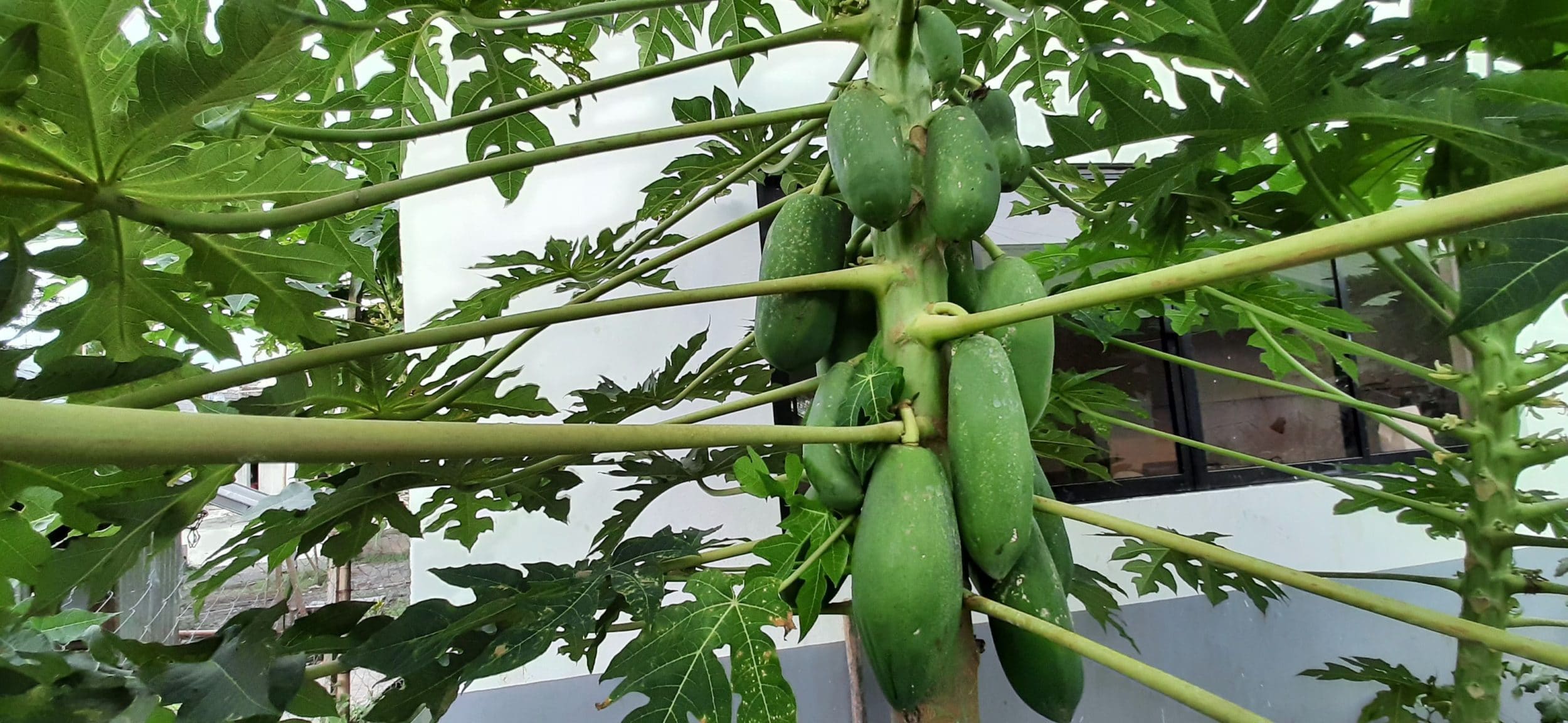 God Provides for Ati Tribe in the Philippines Amidst COVID-19 ...